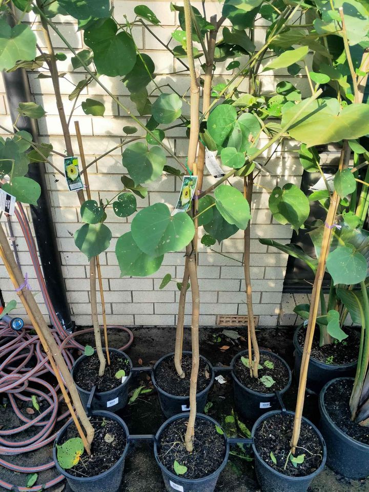 Cotton Trees Plant – Buy Now! – Ladybird Nursery