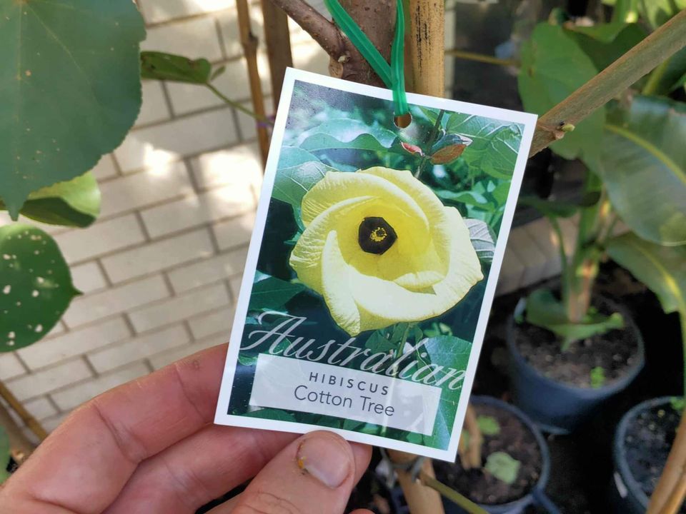 Cotton Trees Plant – Buy Now! – Ladybird Nursery