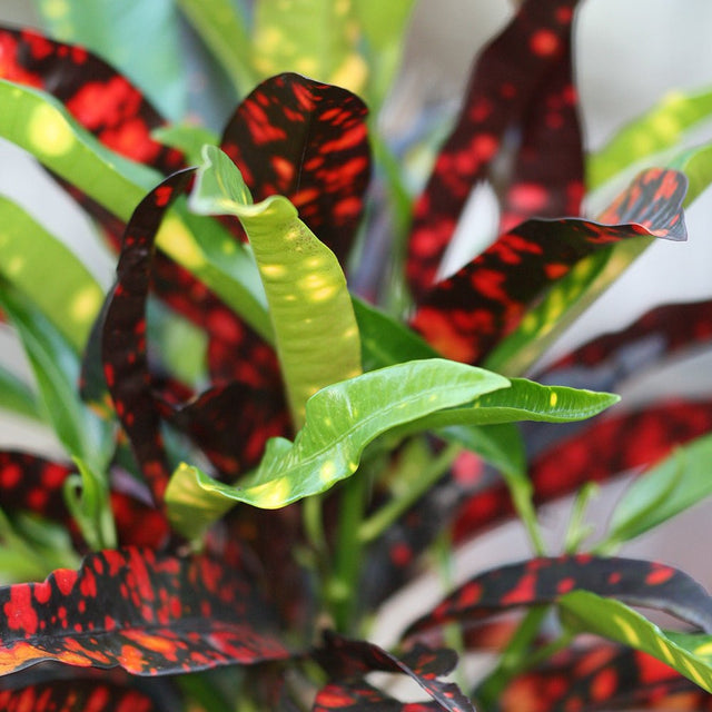 Croton 'Captain Kidd' Plant – Buy Now! – Ladybird Nursery
