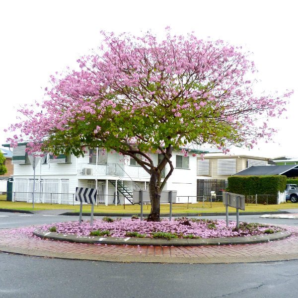 Cuban Pink Trumpet Tree Plant – Buy Now! – Ladybird Nursery