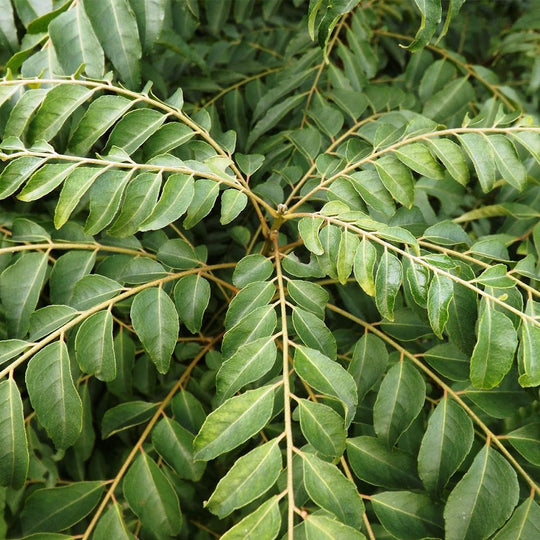 Curry Tree (Murraya koenigii) Fruit Tree – Buy Now! – Ladybird Nursery