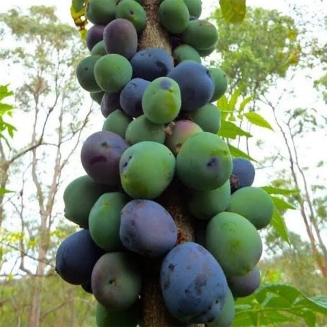 Davidson’s Plum Fruit Tree – Buy Now! – Ladybird Nursery