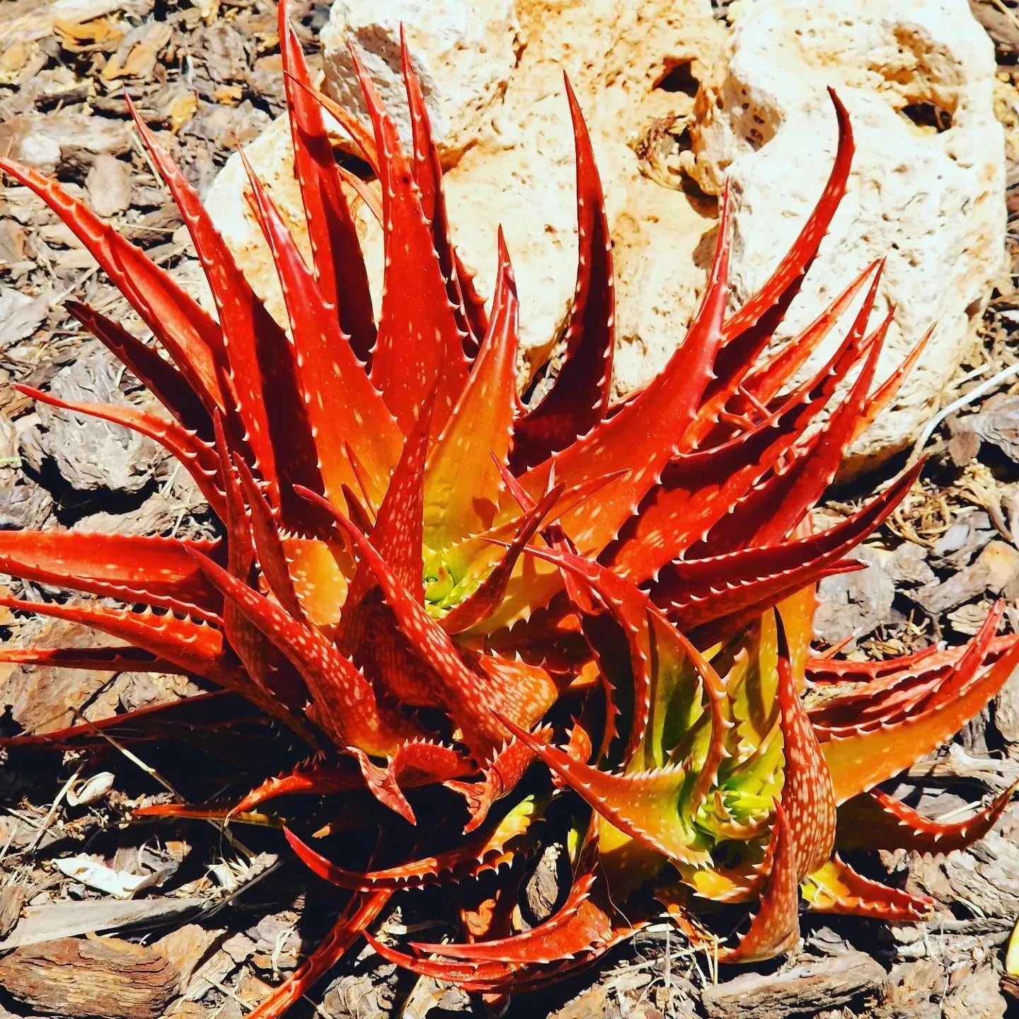 Mighty Sunset Aloe Sunset™ Plant – Buy Now! – Ladybird Nursery
