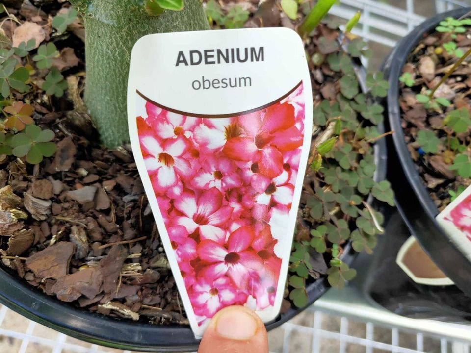 Desert Roses Plant – Buy Now! – Ladybird Nursery