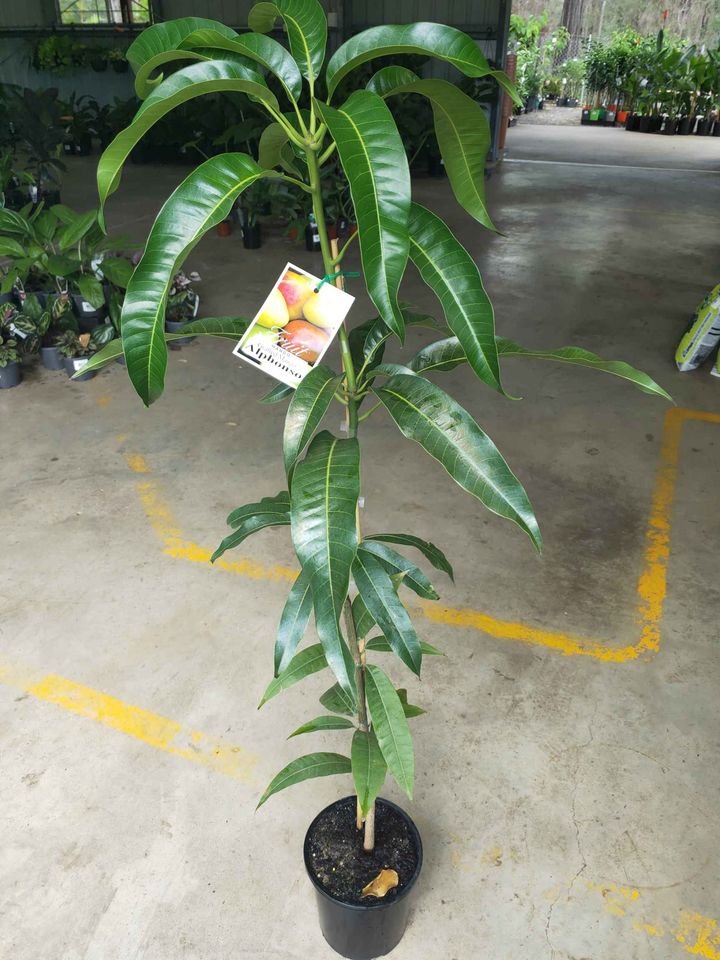 Dwarf Mango 'Alphonso' Fruit Tree – Buy Now! – Ladybird Nursery