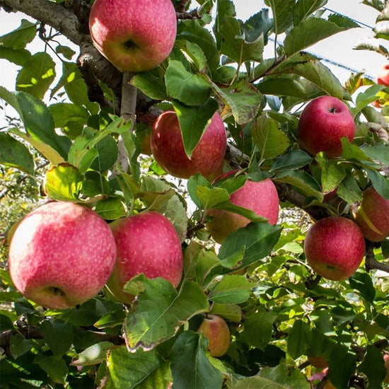 Dwarf Apple Pink Lady Fruit Tree – Buy Now! – Ladybird Nursery