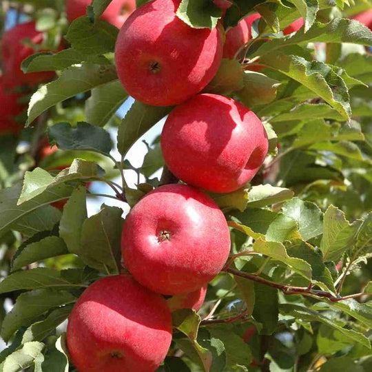 Apple 'Pinkabelle' Fruit Tree – Buy Now! – Ladybird Nursery