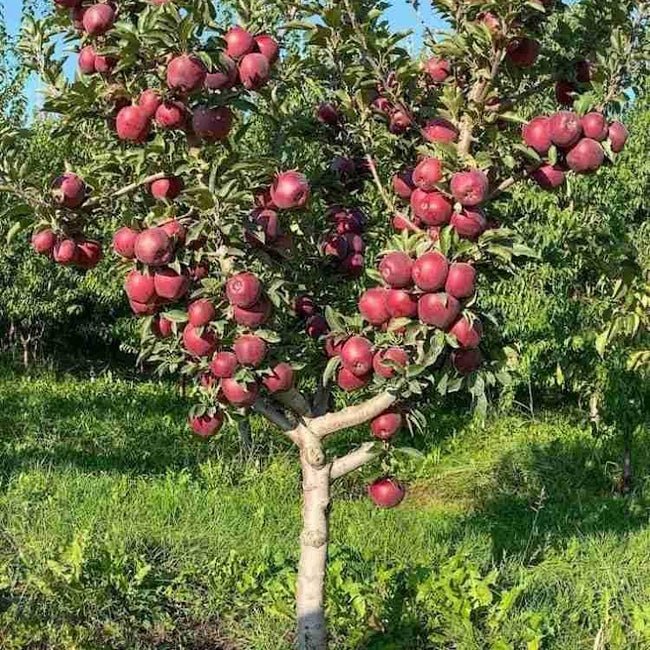 Dwarf Apple 'Red Fuji' Fruit Tree – Buy Now! – Ladybird Nursery