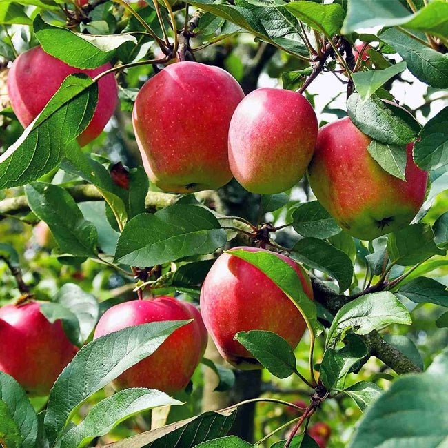 Super Dwarf Tropic Sweet Apple Fruit Tree – Buy Now! – Ladybird Nursery