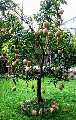 Dwarf Mango Bowen Fruit Tree – Buy Now! – Ladybird Nursery