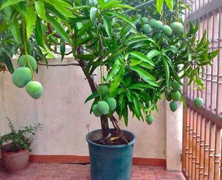 Dwarf Mango Bowen Fruit Tree – Buy Now! – Ladybird Nursery