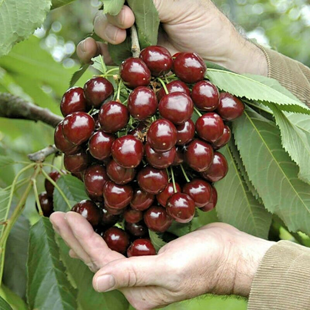 Dwarf Cherry Stella Fruit Tree – Buy Now! – Ladybird Nursery