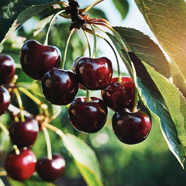 Dwarf Cherry Trixzie® 'Minnie Royal' Fruit Tree – Buy Now! – Ladybird ...