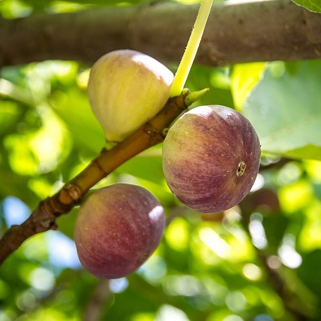 Dwarf Fig Pingo De Mel Fruit Tree – Buy Now! – Ladybird Nursery
