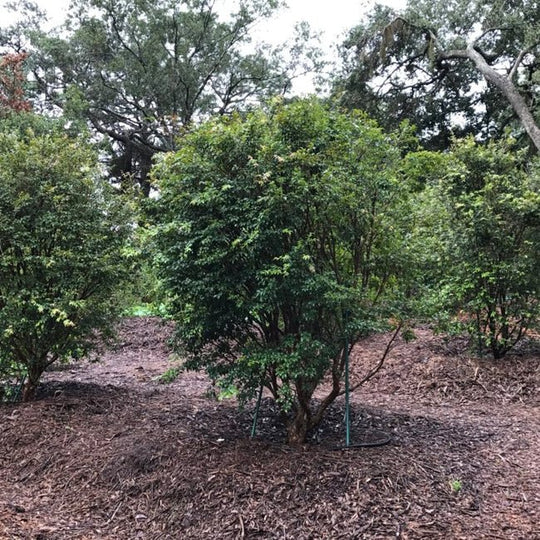 Jaboticaba Scarlet Fruit Tree – Buy Now! – Ladybird Nursery