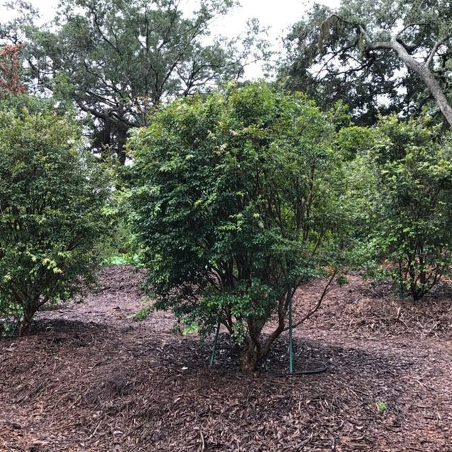 Jaboticaba Scarlet Fruit Tree – Buy Now! – Ladybird Nursery