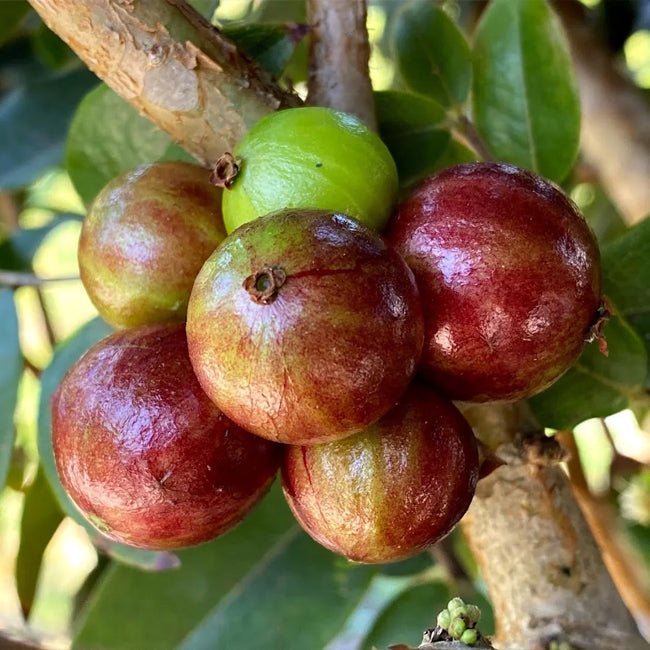 Jaboticaba Scarlet Fruit Tree – Buy Now! – Ladybird Nursery