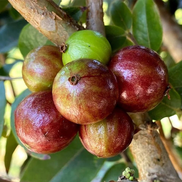 Jaboticaba Scarlet Fruit Tree – Buy Now! – Ladybird Nursery