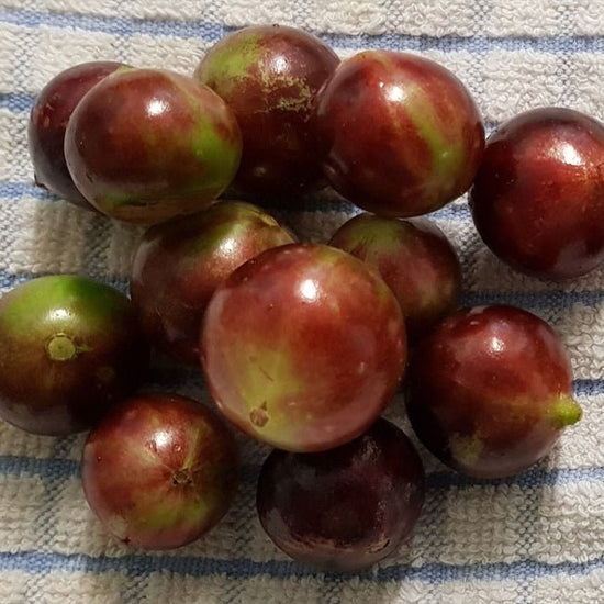 Jaboticaba Scarlet Fruit Tree – Buy Now! – Ladybird Nursery