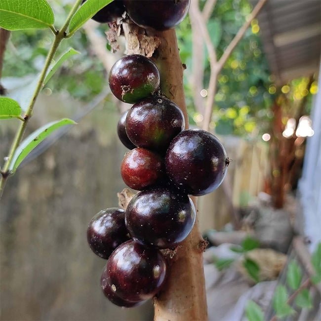 Jaboticaba Scarlet Fruit Tree – Buy Now! – Ladybird Nursery