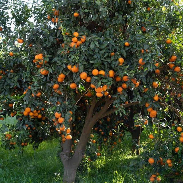 Dwarf Mandarin Clementine Fruit Tree – Buy Now! – Ladybird Nursery