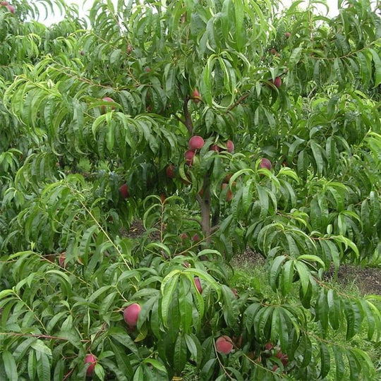 Dwarf Nectarine Royal Gem Fruit Tree – Buy Now! – Ladybird Nursery