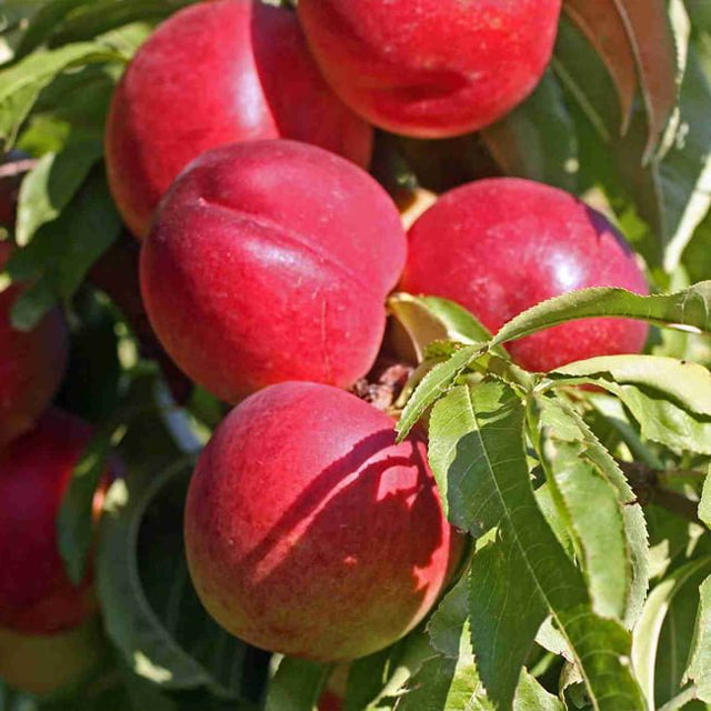 Dwarf Nectarine Royal Gem Fruit Tree – Buy Now! – Ladybird Nursery