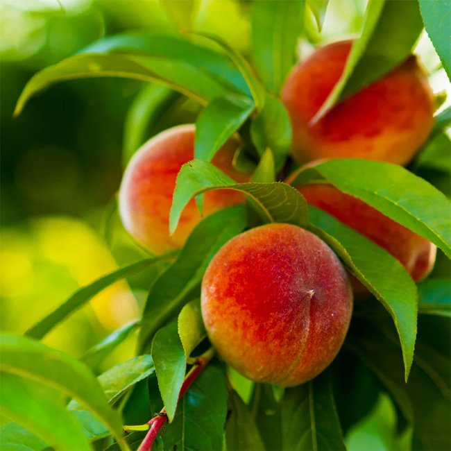 Dwarf Peach Elberta Fruit Tree – Buy Now! – Ladybird Nursery