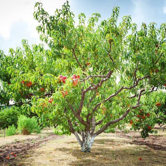 Dwarf Peach Standard Fruit Tree – Buy Now! – Ladybird Nursery