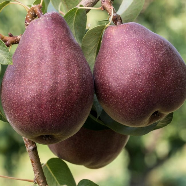 Dwarf Pear 'Red Princess' Fruit Tree – Buy Now! – Ladybird Nursery