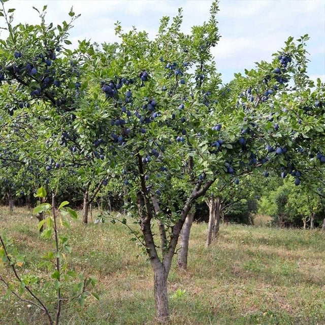 Dwarf Plum Damson Fruit Tree – Buy Now! – Ladybird Nursery