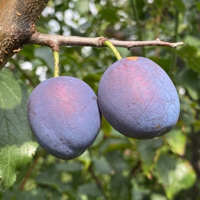 Dwarf Plum Damson Fruit Tree – Buy Now! – Ladybird Nursery