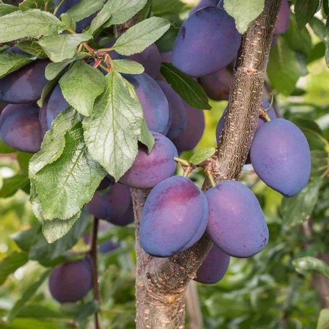 Dwarf Plum Damson Fruit Tree – Buy Now! – Ladybird Nursery