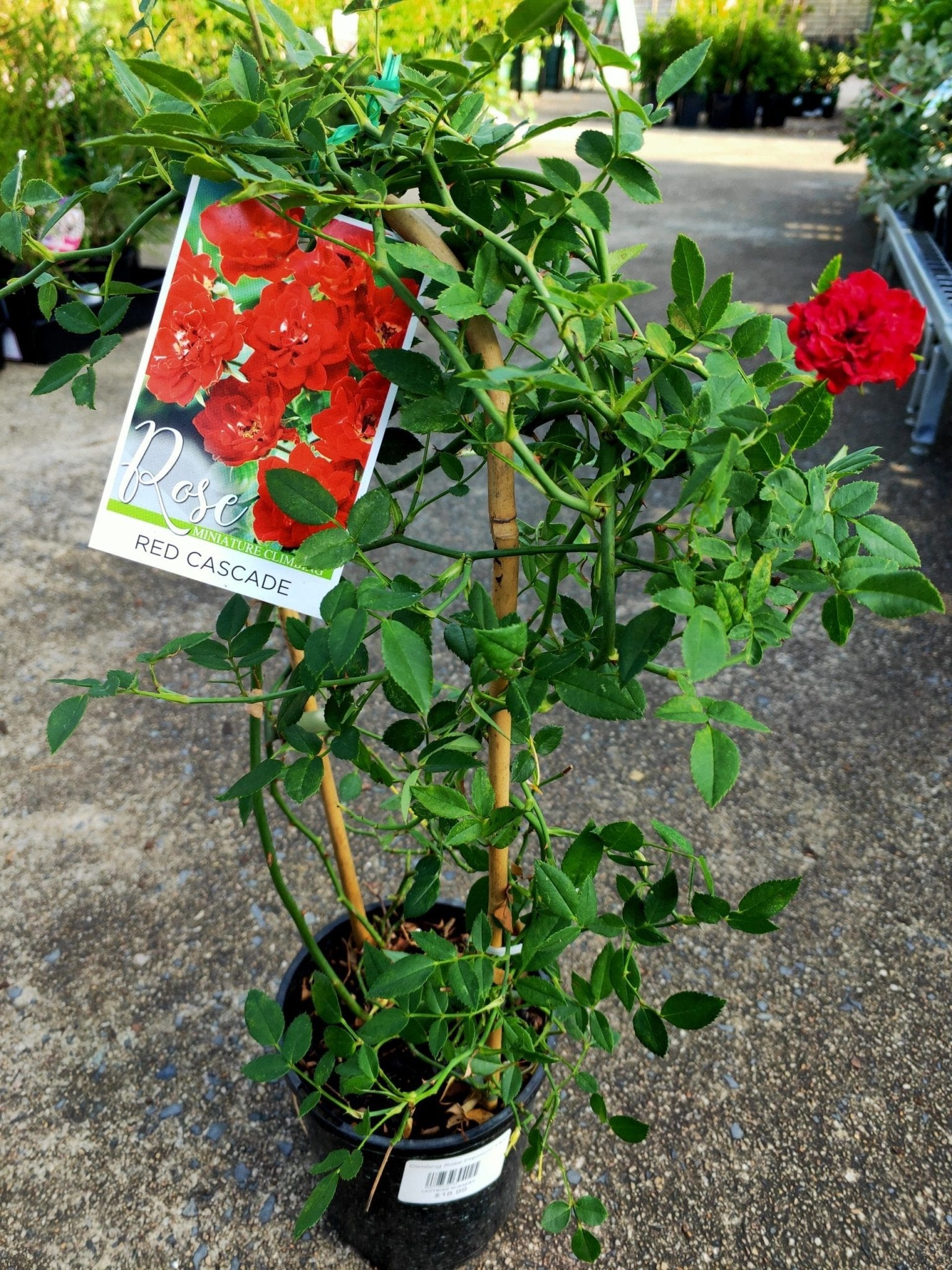 Rose Dwarf 'Red Cascade' Climbing Plant – Buy Now! – Ladybird Nursery