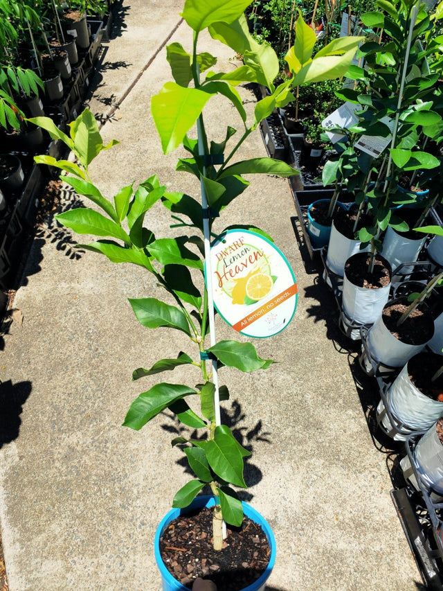 Lemon Heaven Dwarf Seedless Eureka Fruit Tree – Buy Now! – Ladybird Nursery