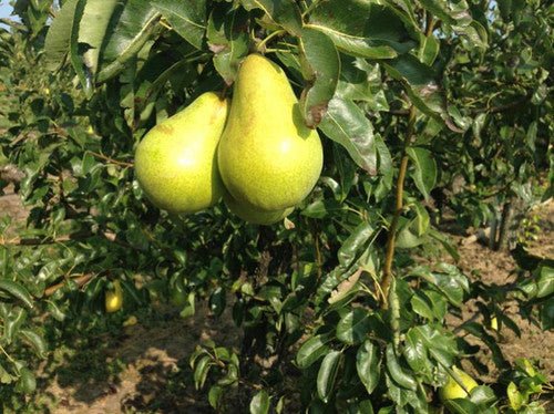 Dwarf Pear 'Sungold' Fruit Tree – Buy Now! – Ladybird Nursery