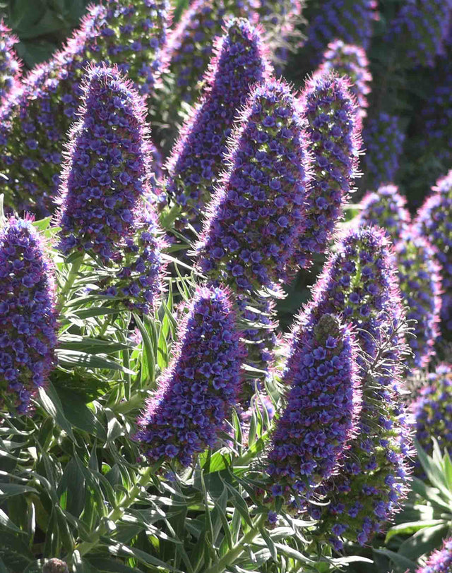 Pride of Madeira Plant – Buy Now! – Ladybird Nursery
