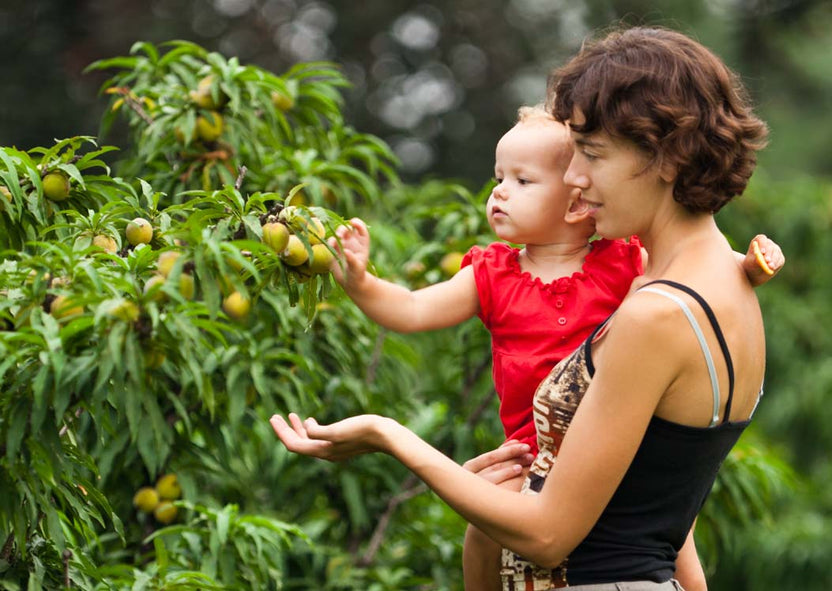 Ladybird Fruit Tree Nursery – Ladybird Nursery