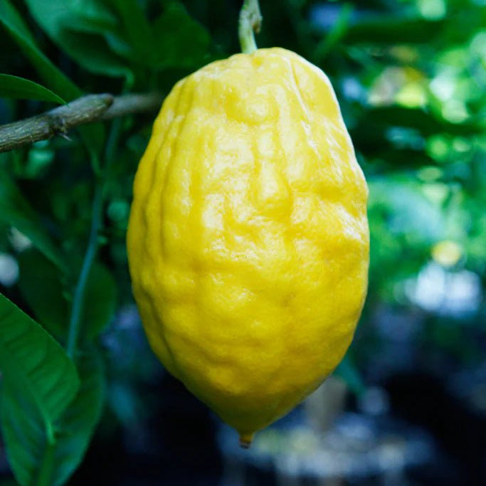 Etrog Citron Fruit Tree – Buy Now! – Ladybird Nursery