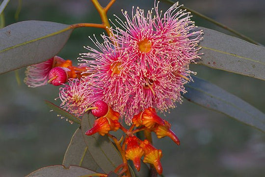 Coral Gum (Eucalyptus torquata) Plant – Buy Now! – Ladybird Nursery