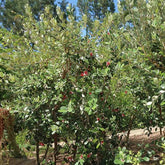 Feijoa – Ladybird Nursery