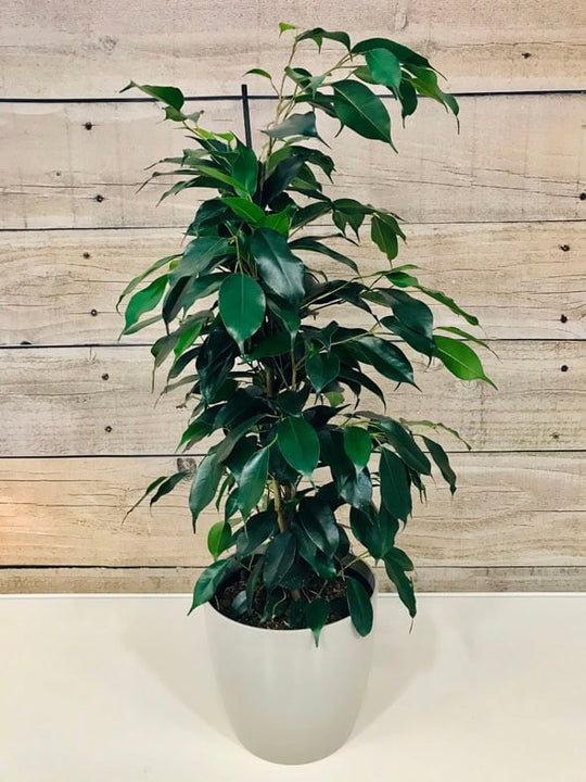 Emerald Green Weeping Fig Plant – Buy Now! – Ladybird Nursery