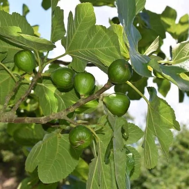 Fig Picone Green Fruit Tree – Buy Now! – Ladybird Nursery