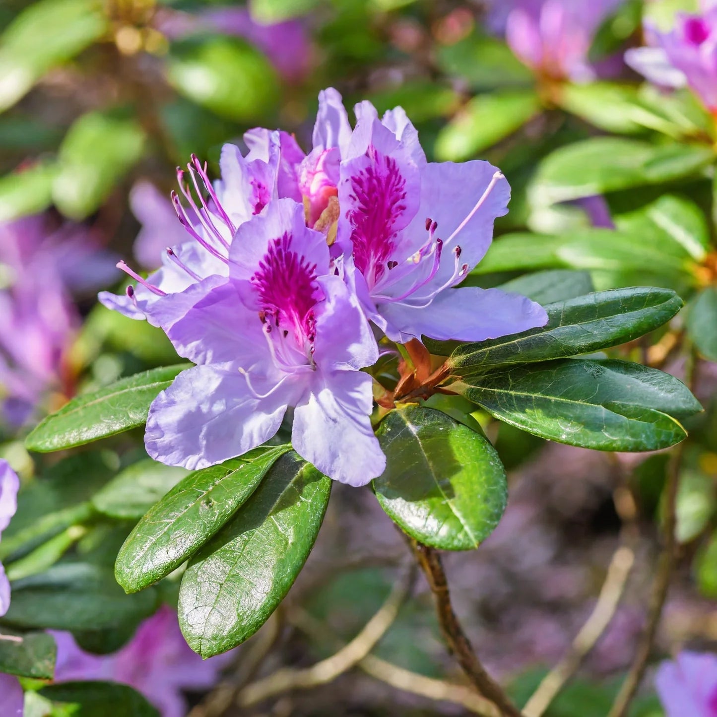 Azalea Firefly Plant – Buy Now! – Ladybird Nursery