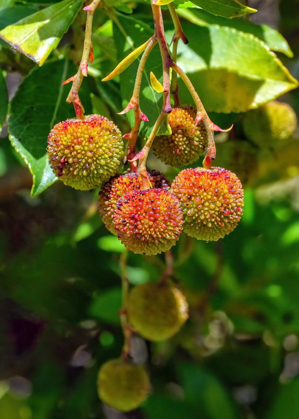 Strawberry Tree (Arbutus unedo) Fruit Tree – Buy Now! – Ladybird Nursery