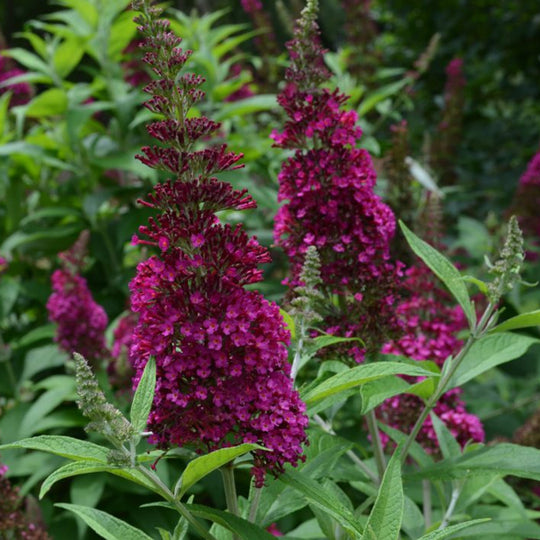 Butterfly Bush 'CranRazz' Plant – Buy Now! – Ladybird Nursery