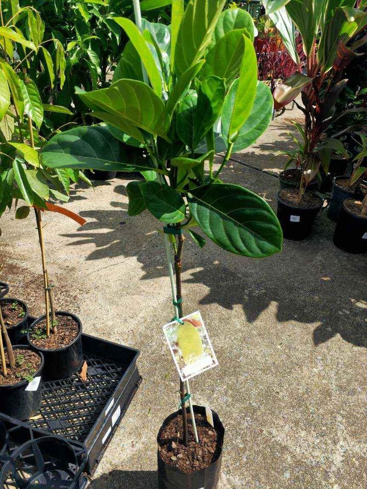 Sunshine Crunch Jackfruit Fruit Tree – Buy Now! – Ladybird Nursery