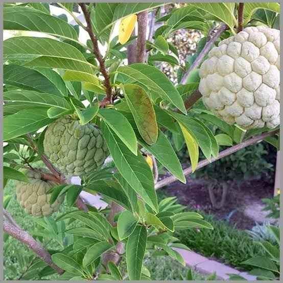 Golden Emperor Dwarf Custard Apple Fruit Tree – Buy Now! – Ladybird Nursery