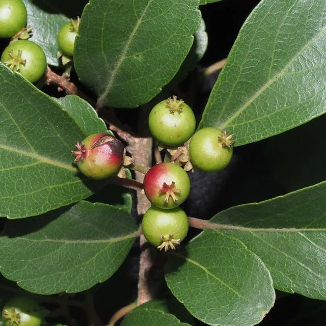 Governor's Plum Select Fruit Tree – Buy Now! – Ladybird Nursery