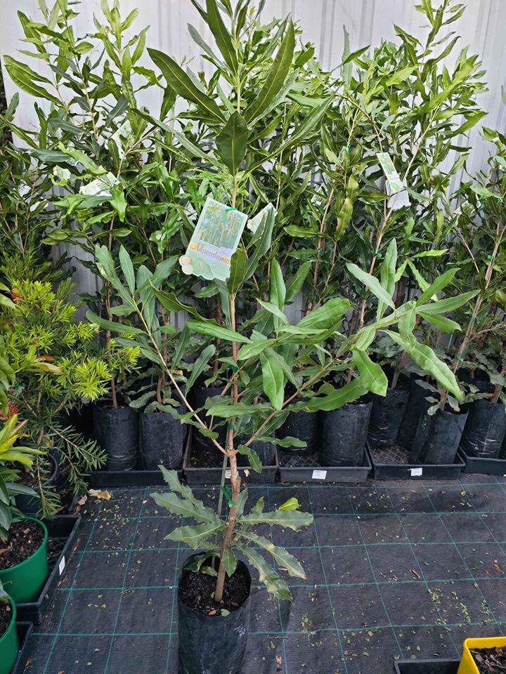 Dwarf Macadamia Nut - Grafted A16 Fruit Tree – Buy Now! – Ladybird Nursery